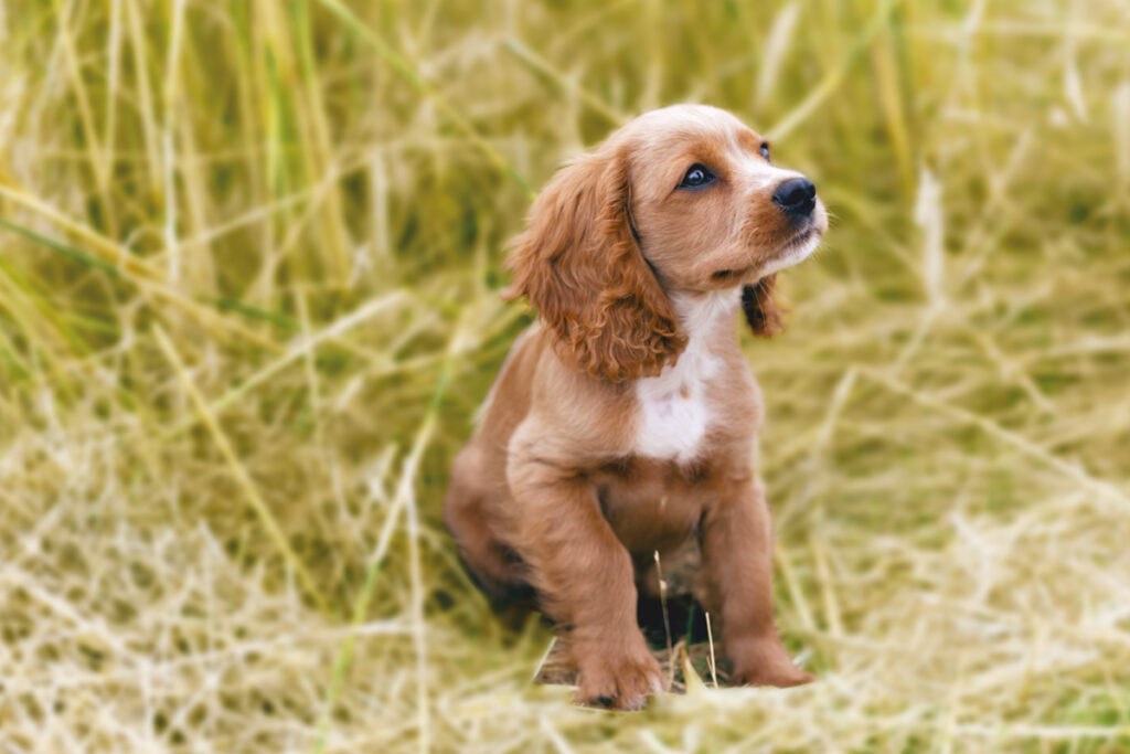 Hvor mye mat skal valpen ha? - Appetitt